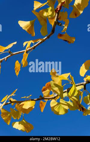 Beautiful vibrant yellow Ginkgo Biloba tree in autumn forest at ...