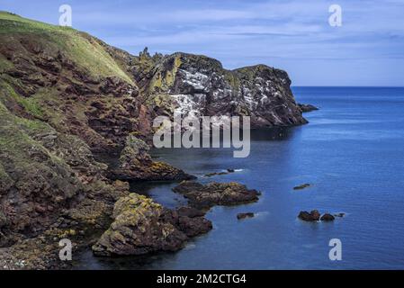 St Abb's Head, rocky promontory and seabird nature reserve near the ...