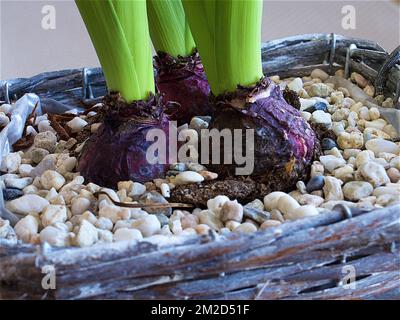 Hyacinth seasonal flowers | Jacinthe fleurs de saison 16/02/2018 Stock ...