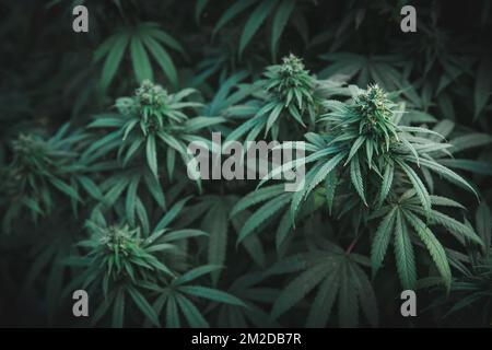 Indoor Marijuana Commercial Growing Operation. commercial Cannabis ...