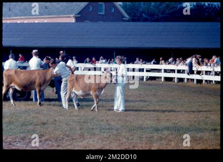 Cow 4H , Cows, Livestock shows. Edmund L. Mitchell Collection Stock ...