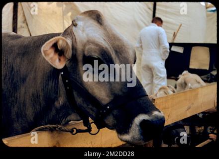 Cow dairy week, Boston Common , Cows. Edmund L. Mitchell Collection ...