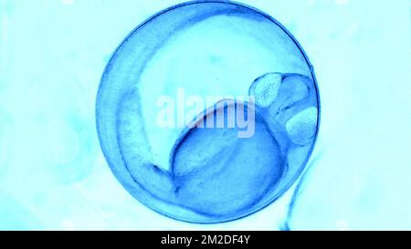 Fish embryon | Embryons de poissons 28/07/2017 Stock Photo - Alamy