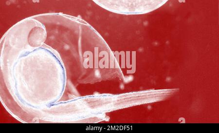 Fish embryon | Embryons de poissons 28/07/2017 Stock Photo - Alamy