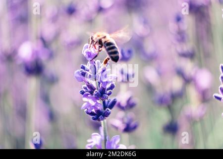 Blooming lavender pollinated by bee in a field at sunset. Provence ...