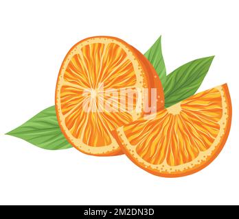 delicious tasty fruit grapefruit cartoon vector illustration graphic ...