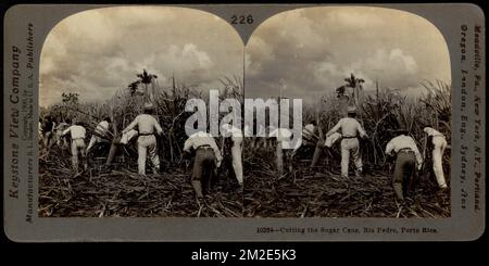 Cutting the sugar cane, Porto Rico , Sugar plantations, Sugarcane ...