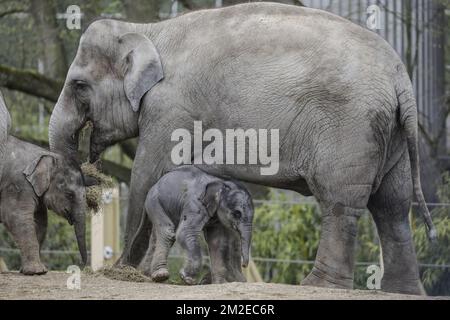 The newsborn baby and the other elephants pictured in their at animal ...