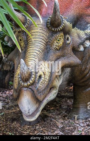 Realistic lifesize replica of Triceratops, herbivorous ceratopsid ...