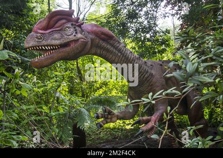 Realistic lifesize replica of Dilophosaurus, theropod dinosaur that ...