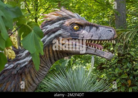 Realistic lifesize replica of Utahraptor ostrommaysorum, theropod ...