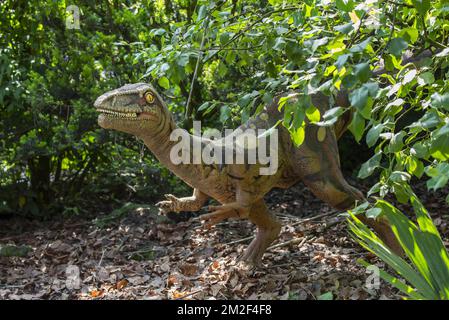 Realistic lifesize replica of Coelophysis, coelophysid theropod ...