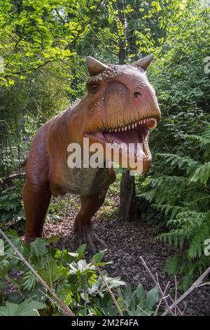 Realistic lifesize replica of Carnotaurus sastrei, theropod dinosaur ...
