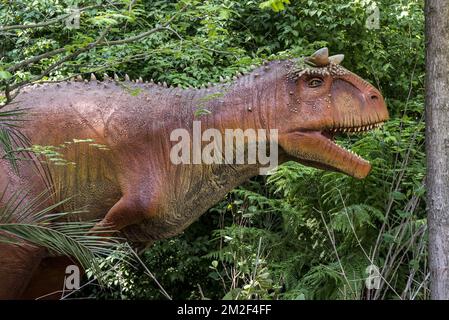 Realistic lifesize replica of Carnotaurus sastrei, theropod dinosaur ...