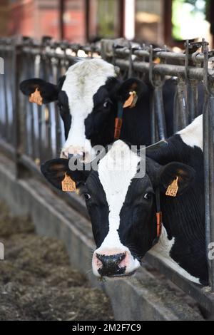 Cattle | Bétail 08/05/2016 Stock Photo - Alamy
