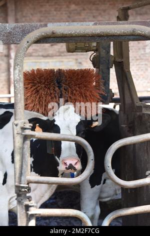 Cattle | Bétail 08/05/2016 Stock Photo - Alamy
