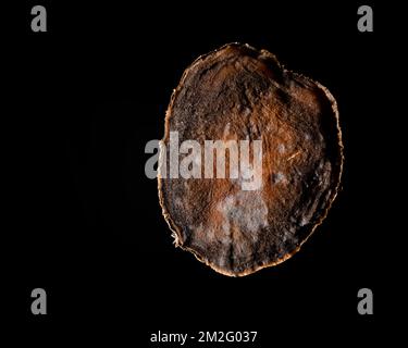 A thin slice of fruit or vegetable photographed against backlight in a ...