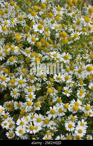 Matricaria chamomilla, chamomile, daisy-like flowers with white petals ...