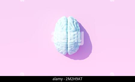 Pale Pink Human Brain Anatomy Neurology Mind Intelligence Think Medical Symbol Blue Background ...