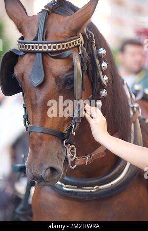 Horses in démonstration | Chevaux de parade 15/08/2018 Stock Photo - Alamy