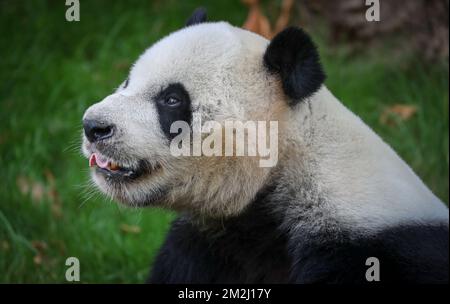 Illustration picture shows Panda Hao Hao at the Pairi Daiza animal park ...