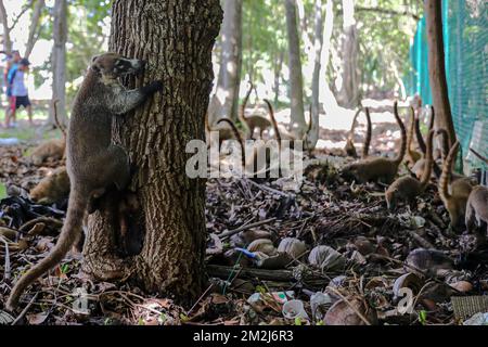 A Coati is seen looking for food in an area near the forest /Eyepix ...