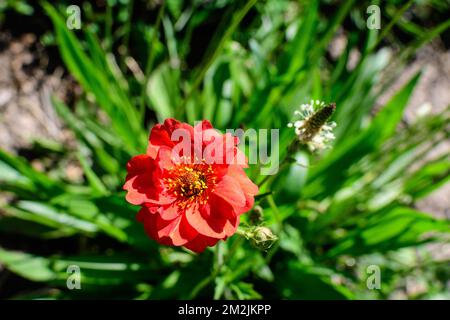 One vivid red Gaillardia flower, common known as blanket flower, and ...