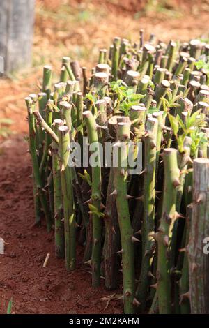 rose seedling stock on farm for sell Stock Photo - Alamy