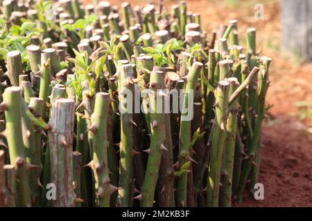 rose seedling stock on farm for sell Stock Photo - Alamy