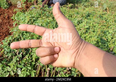 three finger with rose seedling stock on farm Stock Photo - Alamy
