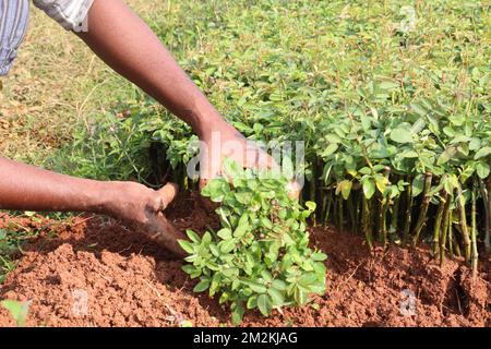 rose seedling stock on farm for sell Stock Photo - Alamy