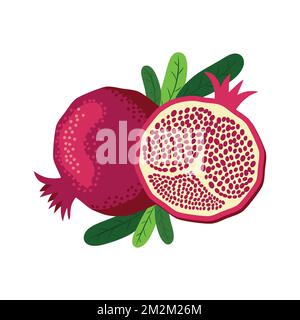 Set pomegranate fruit segment. Pomegranate whole and pieces, cut with ...