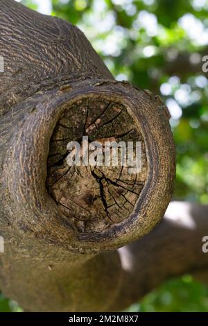 Old scar of a tree branch Stock Photo - Alamy