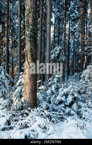 winter forest in Konolfingen, Emmental Stock Photo - Alamy