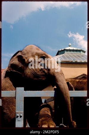 Elephants, Franklin Park Zoo , Elephants, Zoos, Zoo animals, Franklin ...