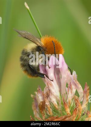 A closeup of bumble bee sipping nectar from thistle Stock Photo - Alamy