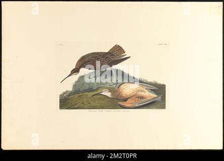 Esquimaux Curlew, Eskimo Curlew (Numenius borealis), Signed: J.J ...