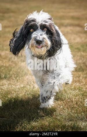 Black and White Cockapoo walking towards the camera in a field with her ...