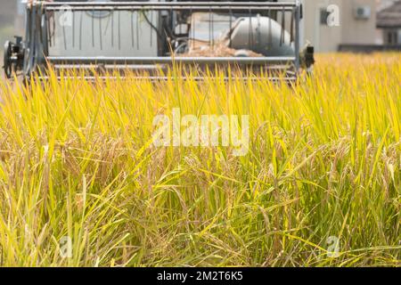 harvesting paddies by a harvester machine Stock Photo - Alamy