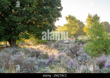 Summer morning at RSPB Budby South Forest, Nottinghamshire England UK ...