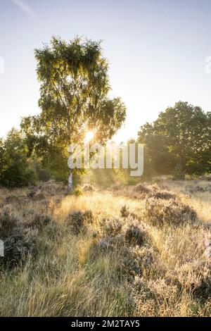 Summer morning at RSPB Budby South Forest, Nottinghamshire England UK ...