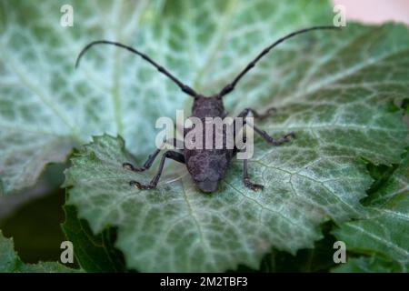 Lamia weaver insect Stock Photo - Alamy