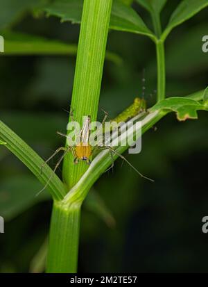 A vertical closeup of a lynx spider on a green leaf, blurred background ...