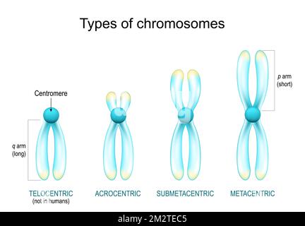 Types of chromosomes. Metacentric, submetacentric, telocentric ...