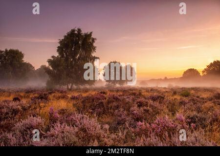 Summer sunrise at RSPB Budby South Forest, Nottinghamshire England UK ...
