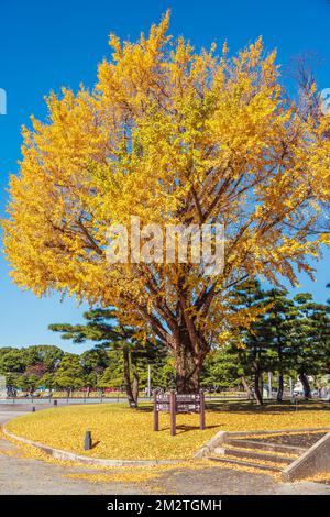 Ginkgo Tree-lined Street in Autumn Stock Photo - Alamy