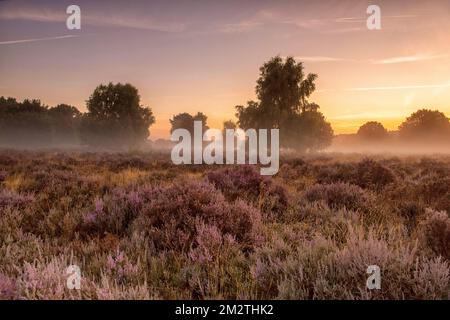 Summer sunrise at RSPB Budby South Forest, Nottinghamshire England UK ...