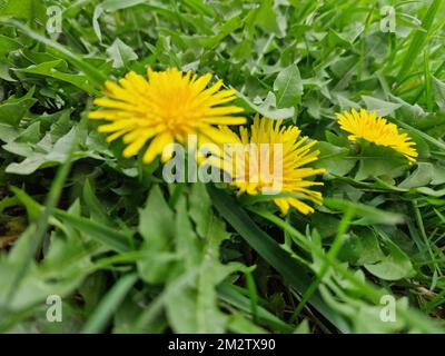 Dandelion flower head. Yellow petals. Lush foliage in the background ...