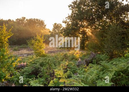 Summer sunrise at RSPB Budby South Forest, Nottinghamshire England UK ...