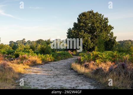 Summer morning at RSPB Budby South Forest, Nottinghamshire England UK ...